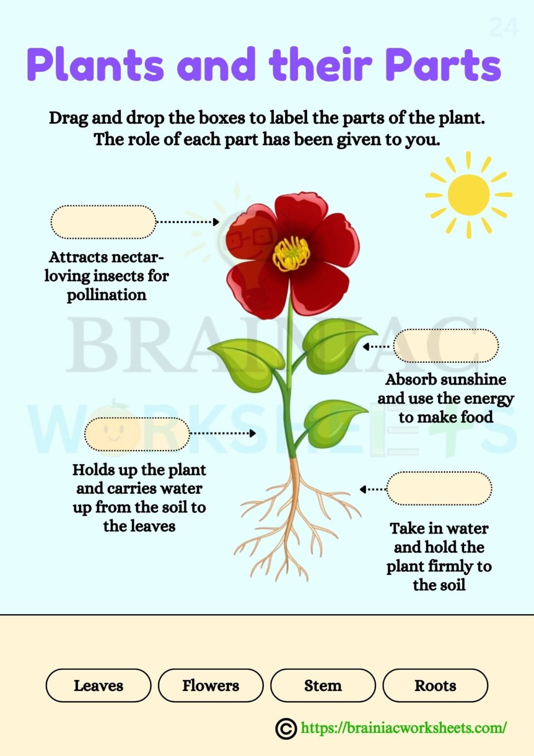 Plants and Their Parts Science Class 1 Worksheet - Brainiac Worksheets