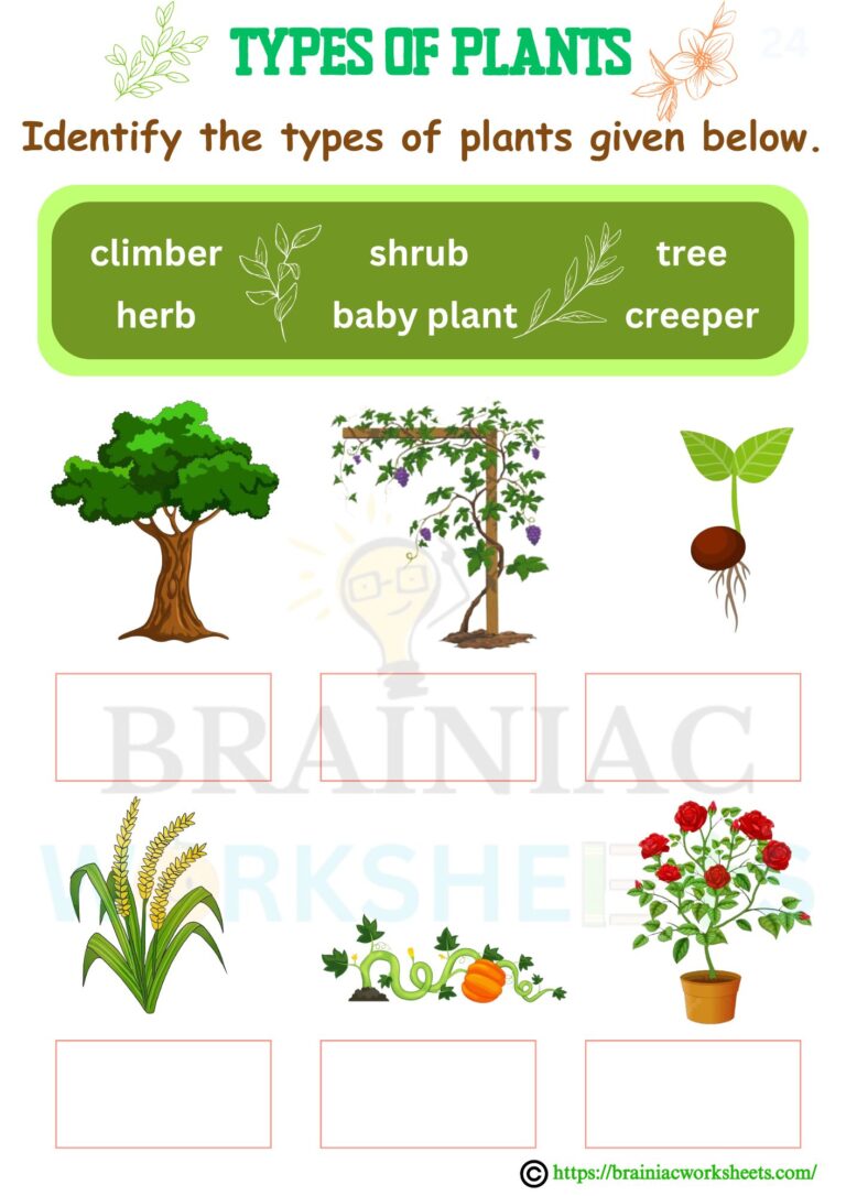 Types Of Plants Class 1 Science Worksheet - Brainiac Worksheets
