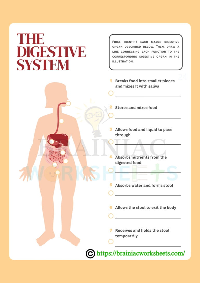 Digestive System Class 3 Science Worksheet - Brainiac Worksheets