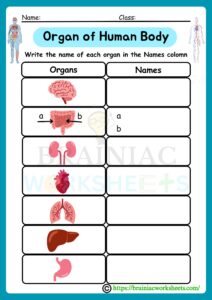 Organs of Human Body Science Worksheet For Class 3 - Brainiac Worksheets
