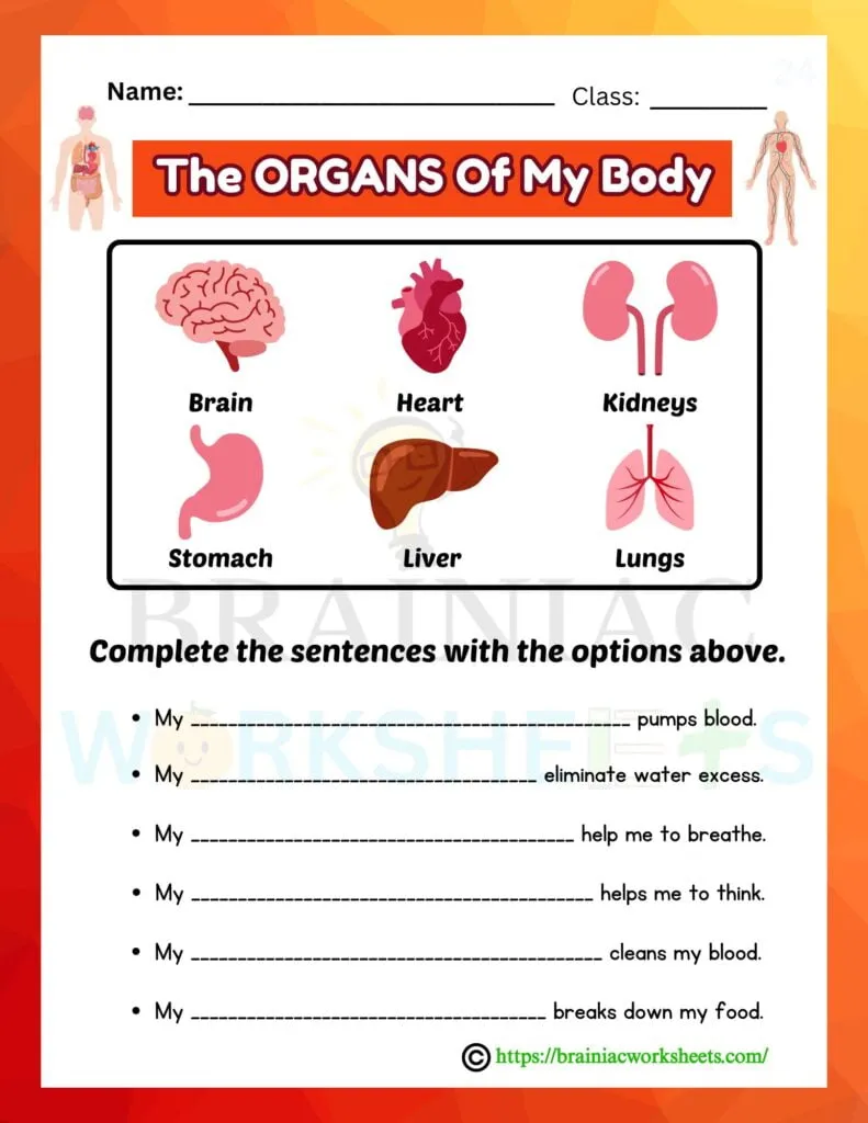 Organs Worksheet Human Organs Worksheets
