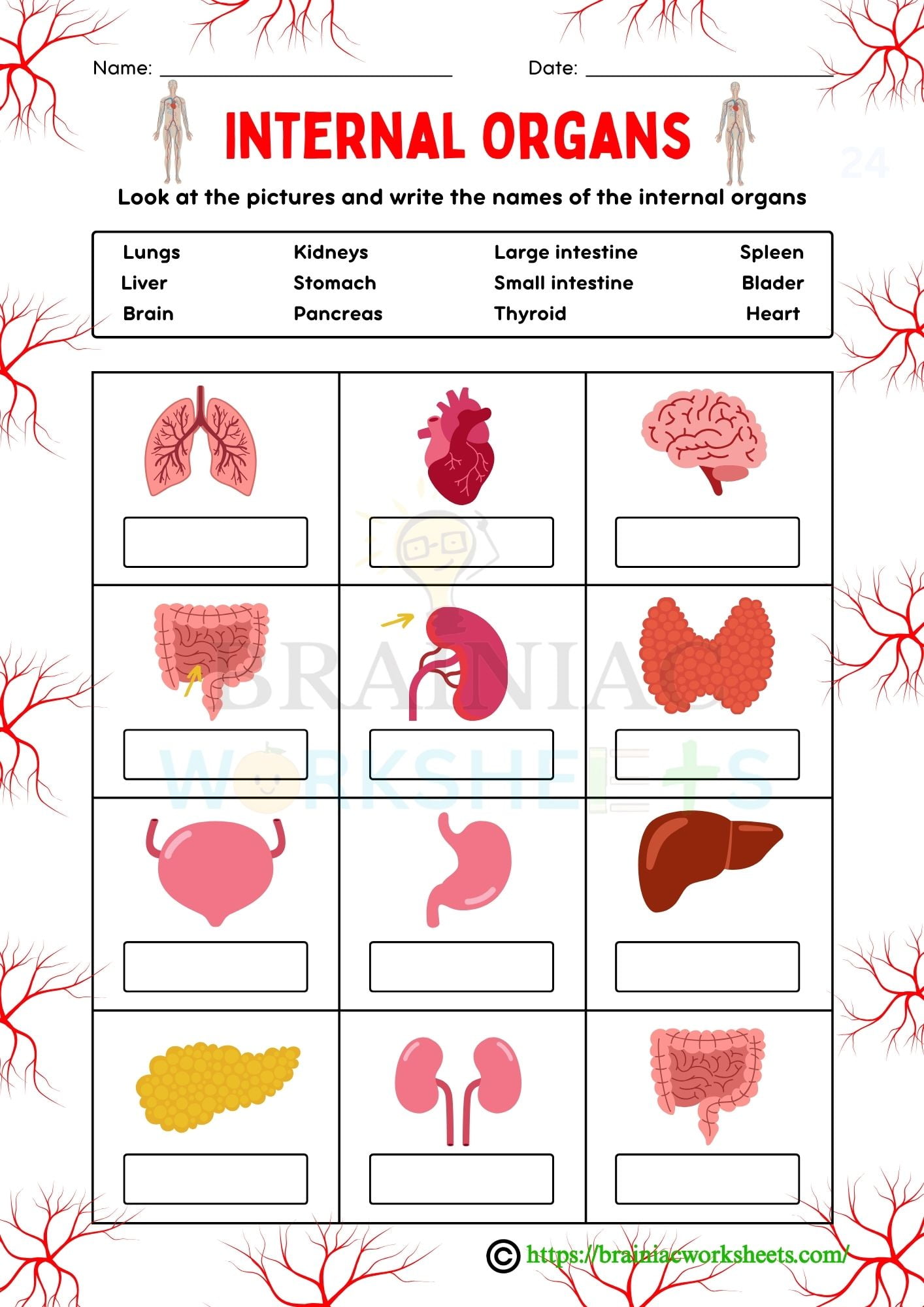 Internal Organs Vocabulary Science Worksheet For Class 5 - Brainiac ...