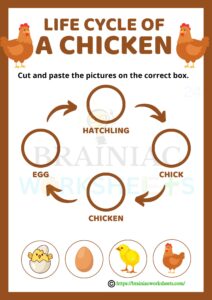 Life Cycle of A Chicken Cut And Paste Science Worksheet For Class 3 ...