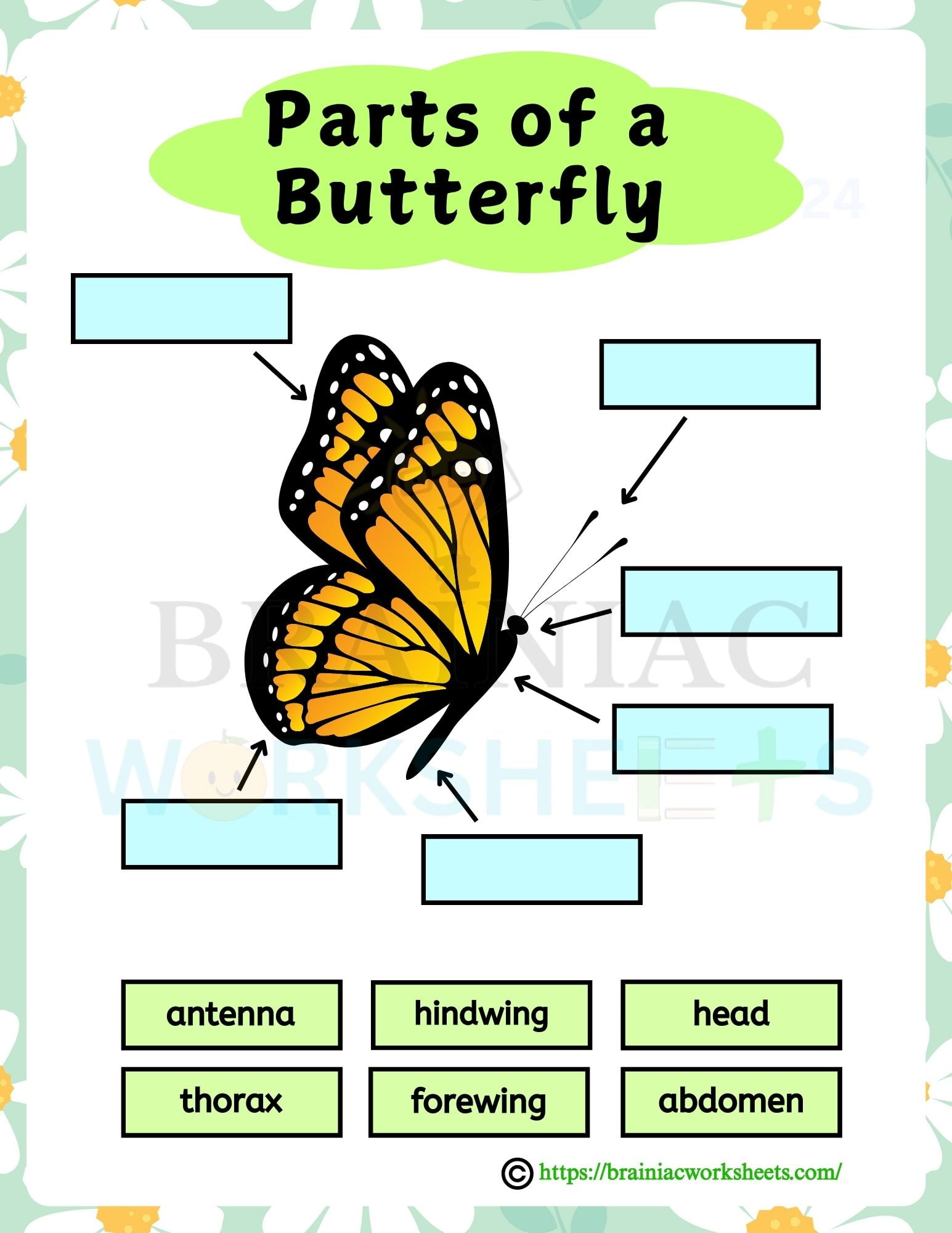 Parts Of A Butterfly Science Worksheet For Class 5 - Brainiac Worksheets