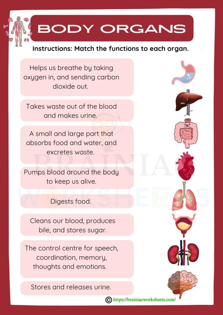 Human Body Organs Science Worksheet For Class 5 - Brainiac Worksheets